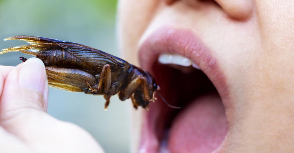 Are insects the future of bread? | Reports | British Baker
