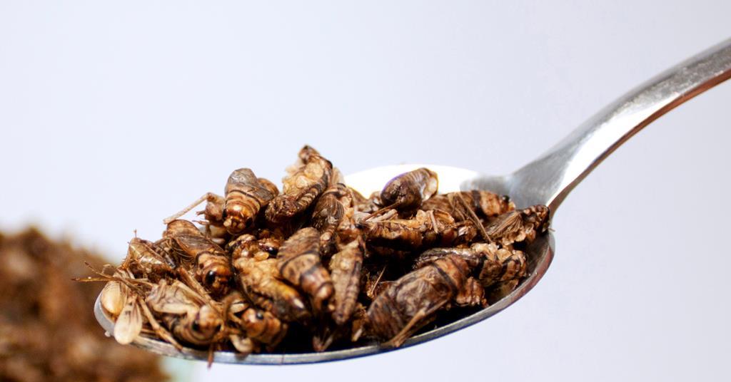 Are insects the future of bread? | Reports | British Baker
