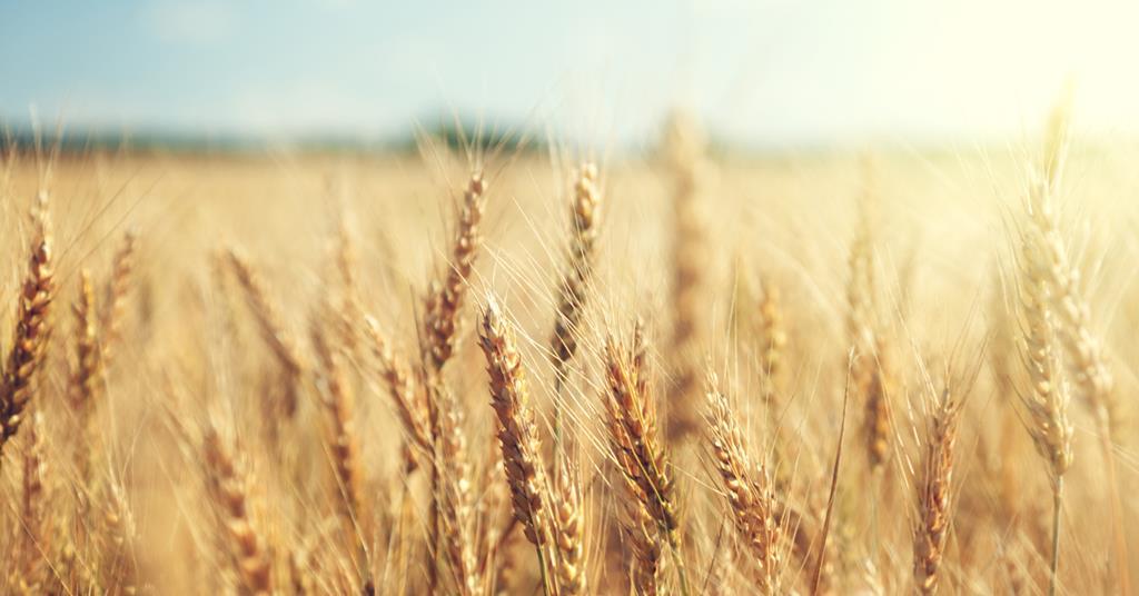 How are the biggest bread players tackling sustainability? | Feature ...