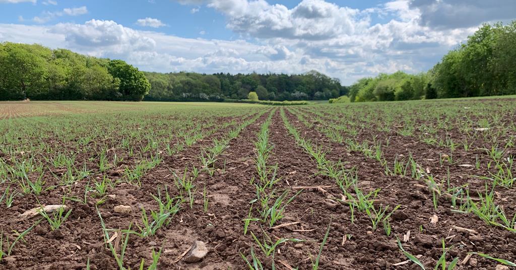 AB Mauri launches BarleyMax high-fibre wholegrain in UK | News ...