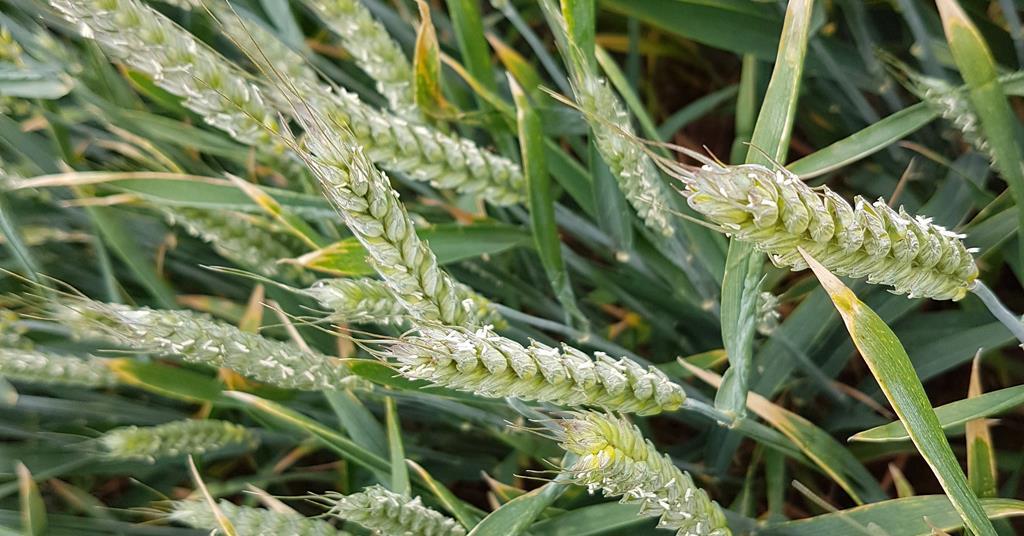 Scientists launch research into disease-resistant wheat genes | News ...