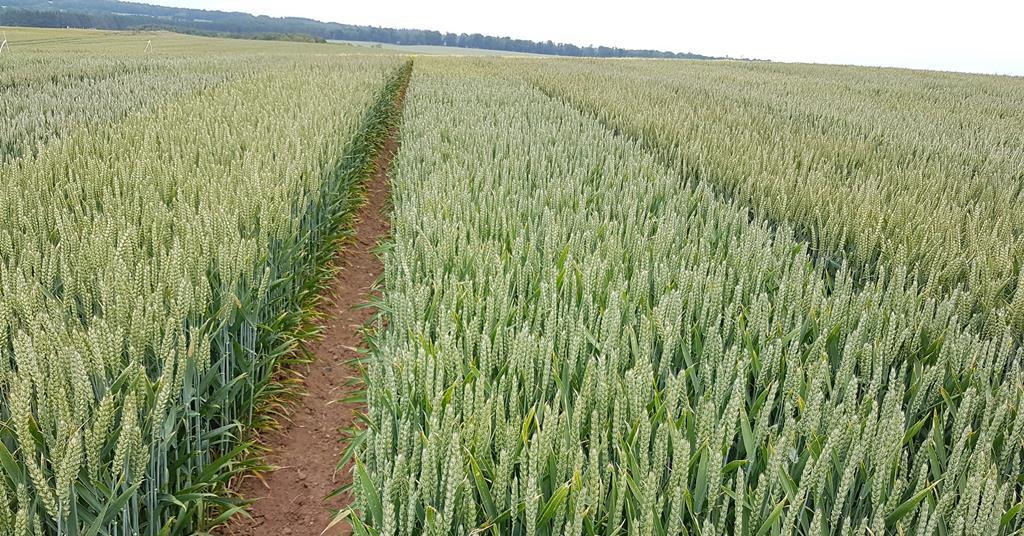 Scientists launch research into disease-resistant wheat genes | News ...