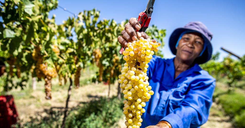 How South African raisin production has been transformed | British Baker