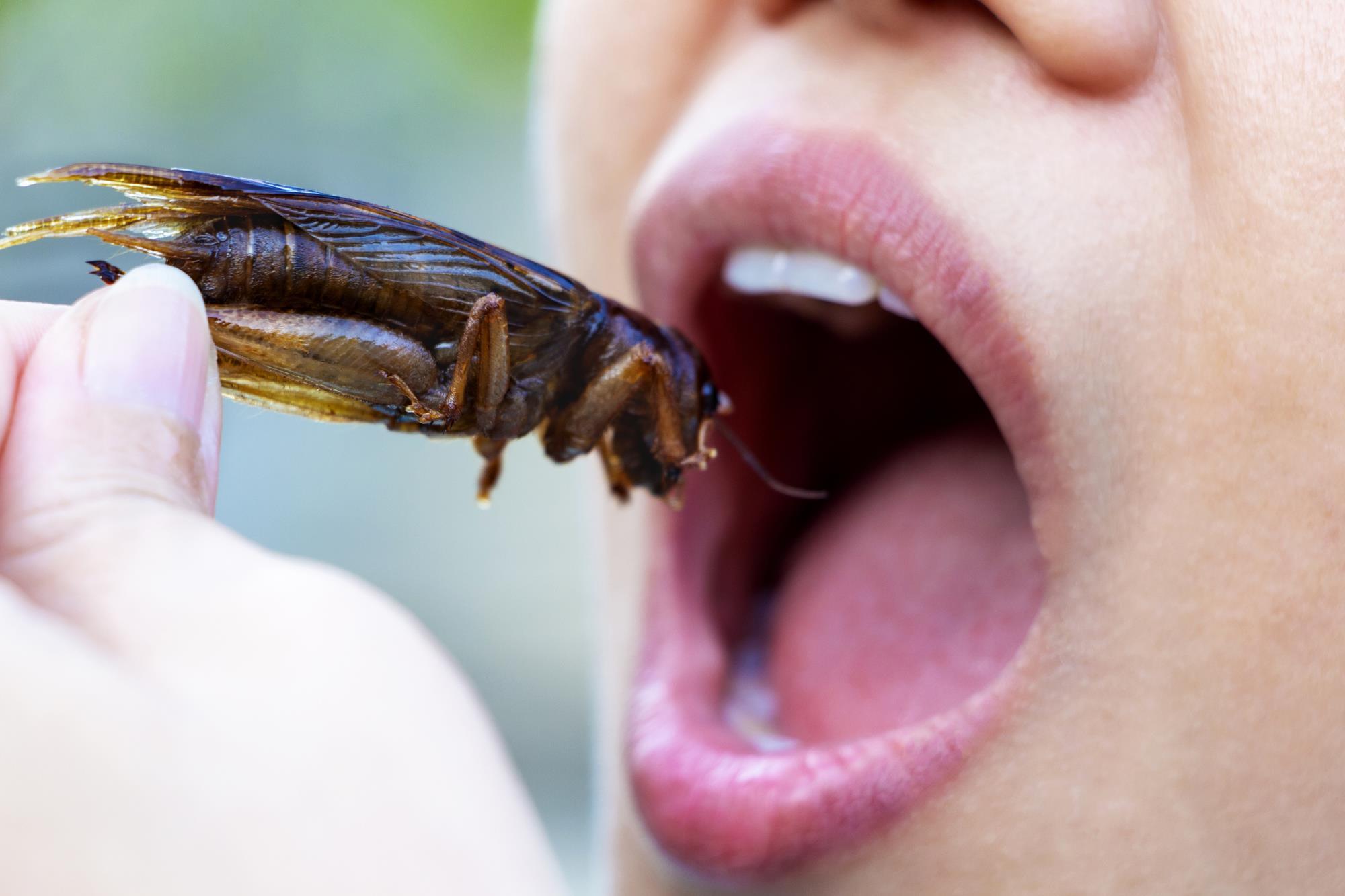 Are insects the future of bread? | Reports | British Baker