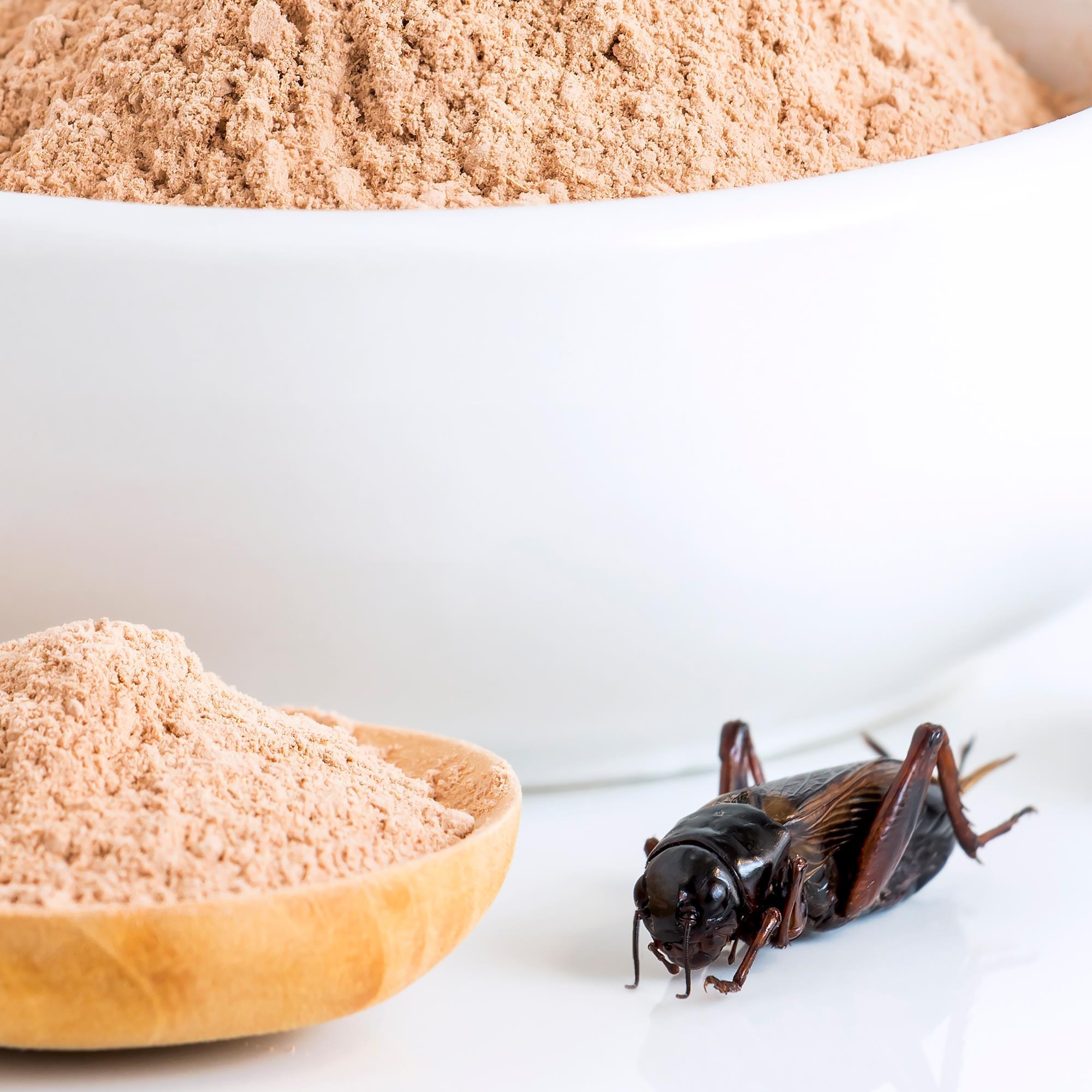 Are insects the future of bread? | Reports | British Baker
