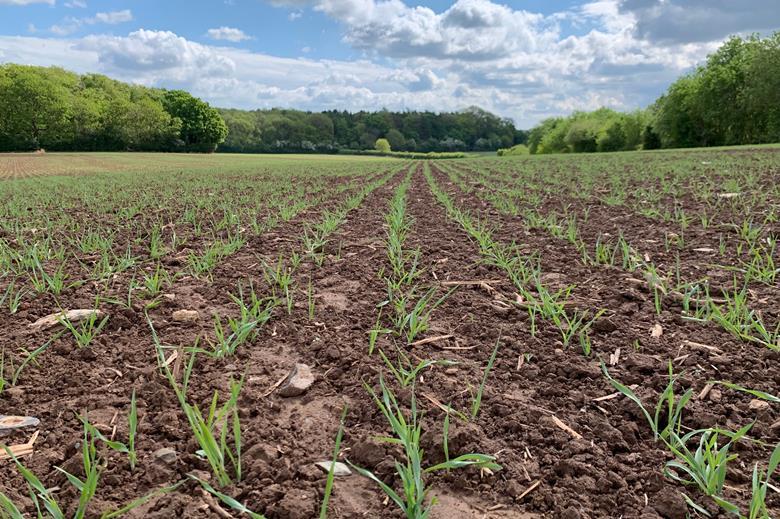 AB Mauri launches BarleyMax high-fibre wholegrain in UK | News ...